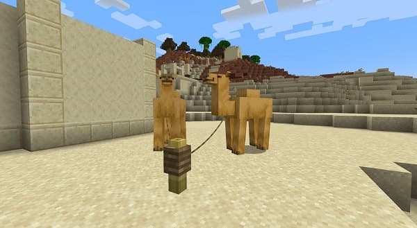 Breed Camels Minecraft 1.20: Easy Breeding Guide